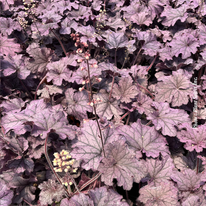 Heuchera Grande 'Amethyst' - Faucher - Plantes et Pavés