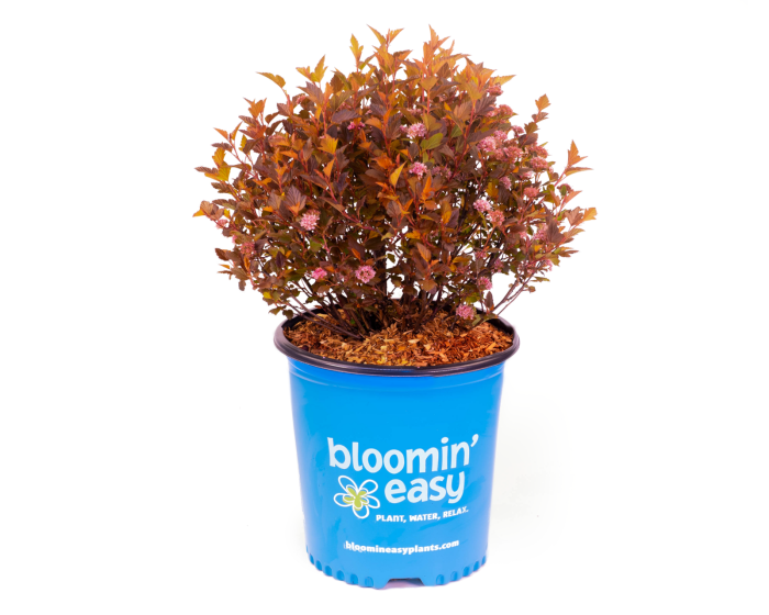 Physocarpus opulifolius 'Calico Kitty' - 2g - Faucher - Plantes et Pavés