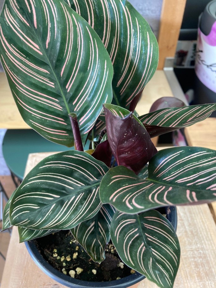 Calathea ornata var. Sanderiana - Faucher - Plantes et Pavés