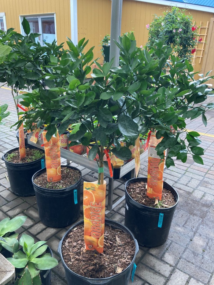 Citrus sinensis 'Navel' - Oranger - 'Navel' Orange - Faucher Botanix