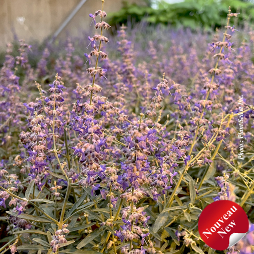 Perovskia 'Jelena' - Faucher - Plantes et Pavés