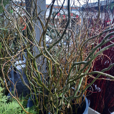 Branches naturelles - Faucher - Plantes et Pavés