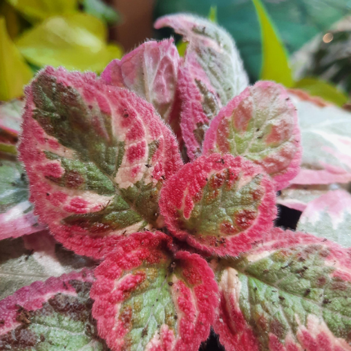 Episcia 'Pink Brocade' - 4" - Faucher - Plantes et Pavés