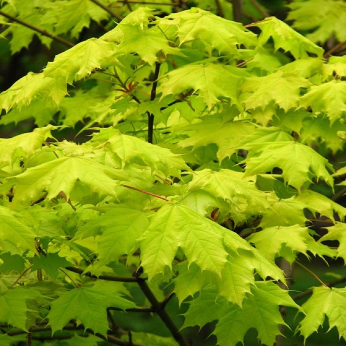 Acer Plat 'Princeton Gold' - Érable - Faucher Botanix