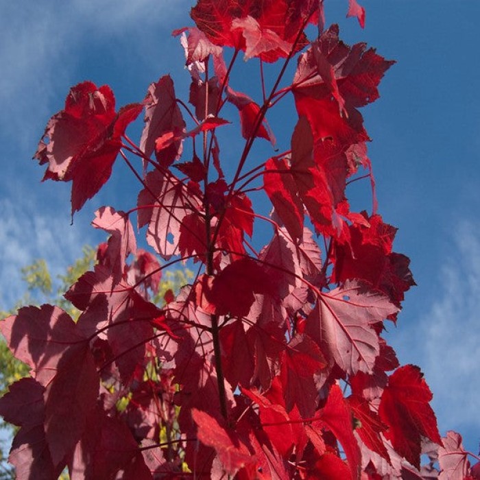 Acer Rubrum - Érable Rouge - Faucher Botanix