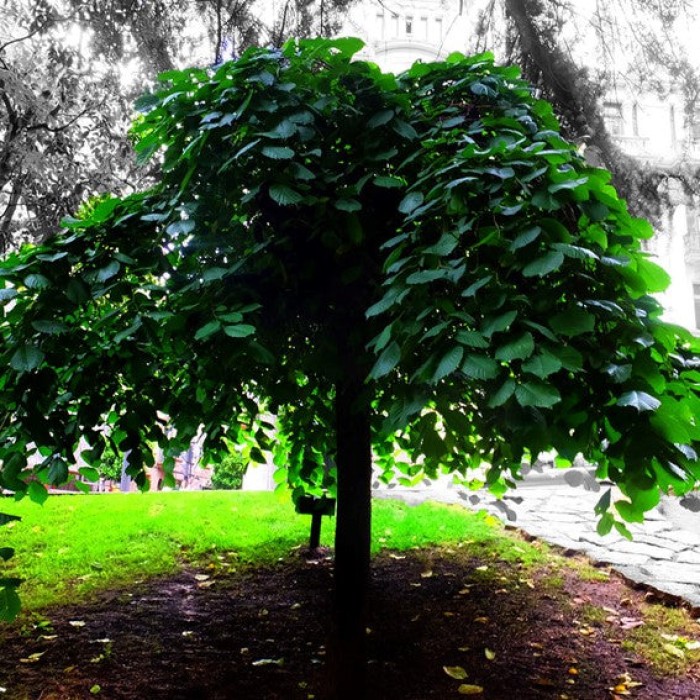 Ulmus 'Camperdown' - Orme Pleureur sur tige - Faucher Botanix