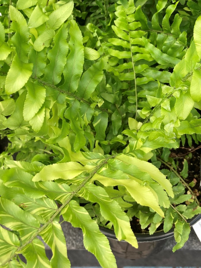 Nephrolepis exaltata 'Tiger' - Faucher Botanix