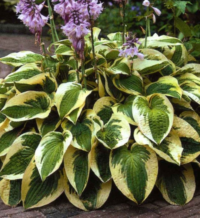 Hosta 'Wide Brim' - Faucher - Plantes et Pavés