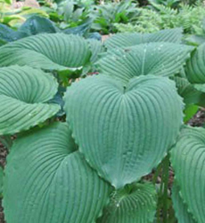 Hosta 'Niagara Falls' - 1g - Faucher - Plantes et Pavés