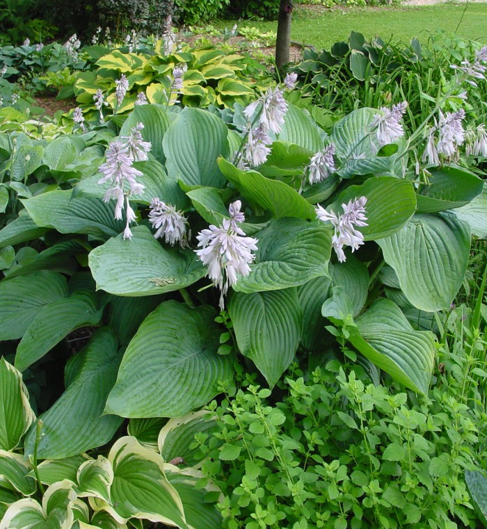 Hosta 'Empress Wu' - Faucher - Plantes et Pavés