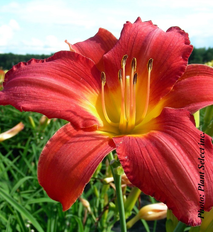 Hemerocallis 'Red Fountain' - 2g - Faucher - Plantes et Pavés