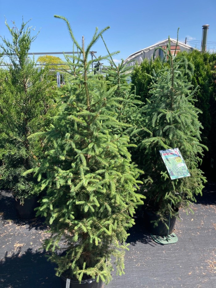 Picea glauca - Faucher - Plantes et Pavés