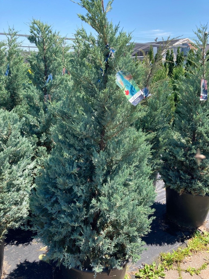 Juniperus scopulorum 'Moffetii blue' - Faucher - Plantes et Pavés